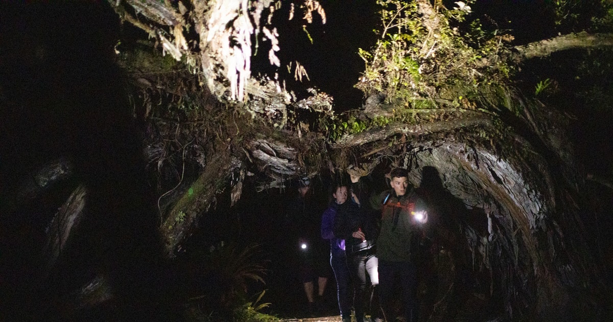 Isla Stewart: Encuentro con el Kiwi Salvaje | GetYourGuide