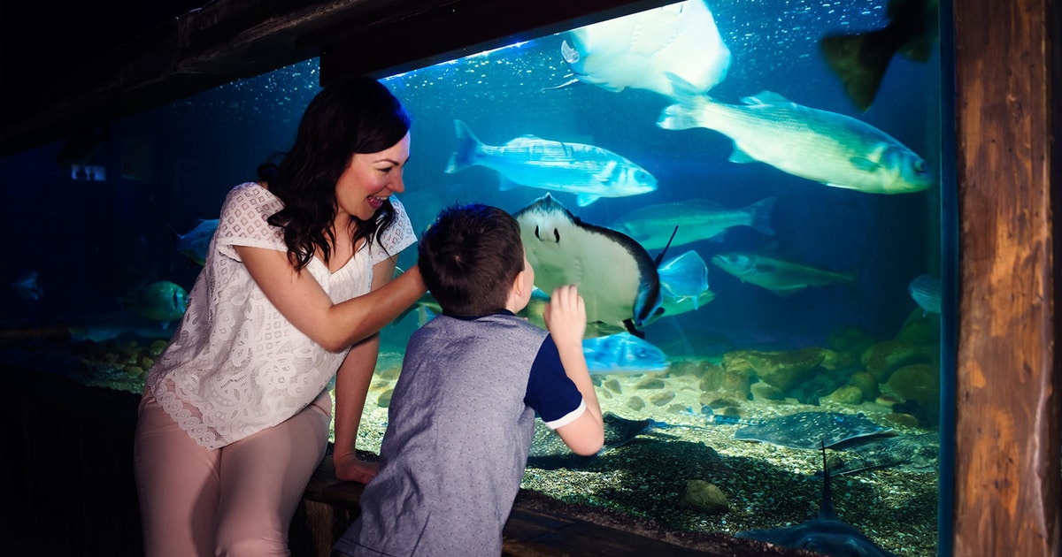Manchester: SEA LIFE Entrance Ticket | GetYourGuide