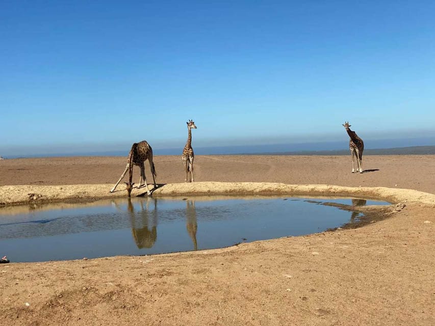 Cape Town: West Coast Safari & Khoi San cultural experience | GetYourGuide