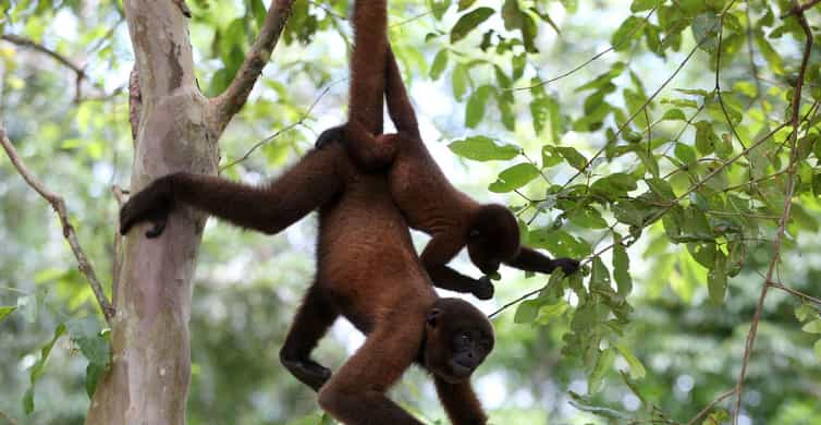From Puerto Maldonado: 1 day Kayak + Monkey Island excursion | GetYourGuide