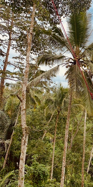 Bali: Swing with Falls, Rice Terrace, & Monkey Forest Option | GetYourGuide