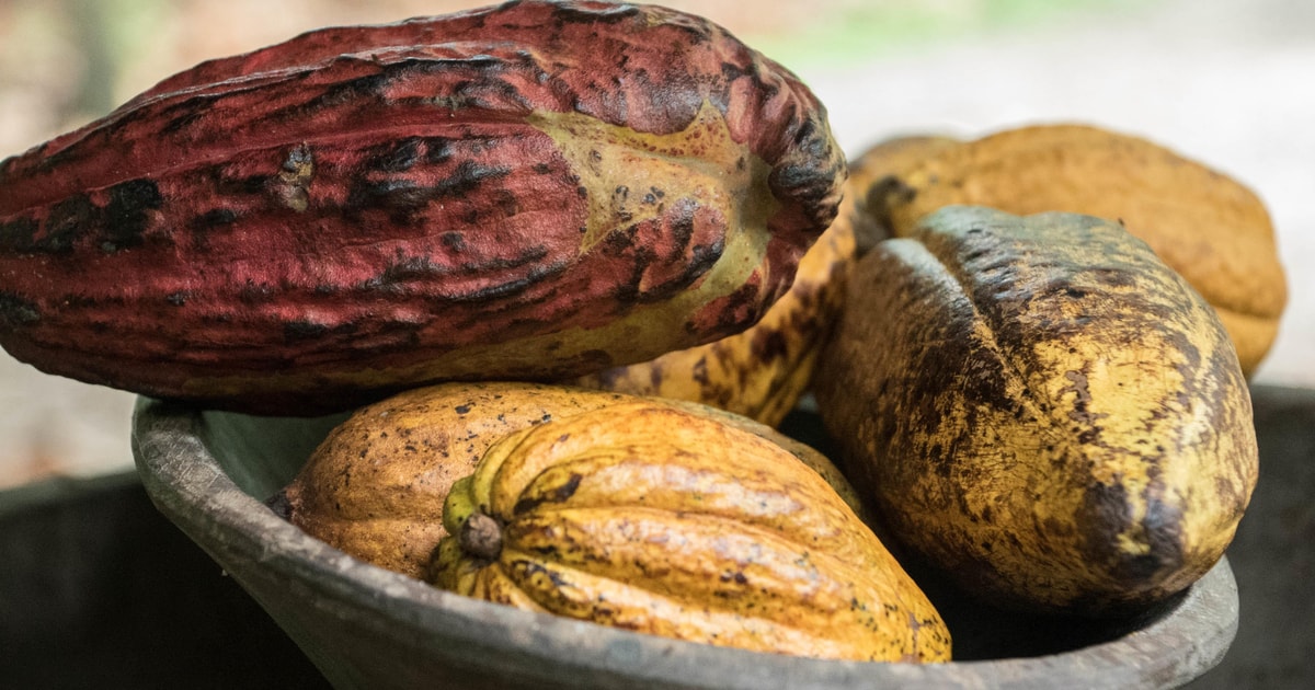 La Fortuna: Rainforest Chocolate Tour | GetYourGuide