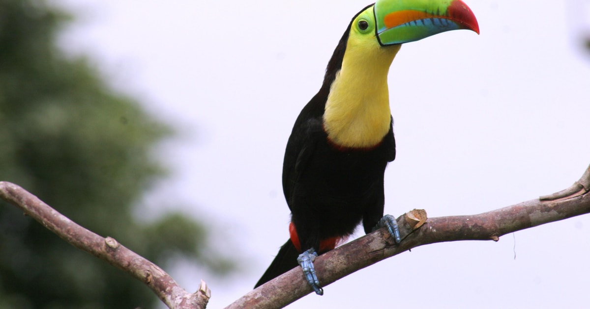 Arenal Forest: Bird Observation & Photography Tour | GetYourGuide
