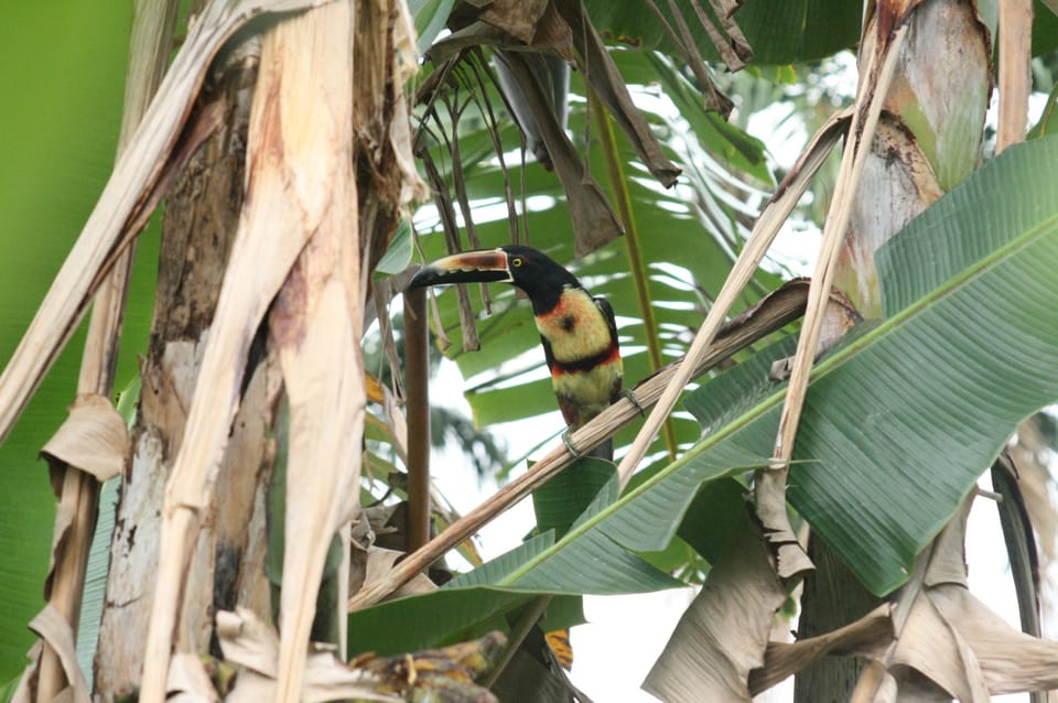 Arenal Forest: Bird Observation & Photography Tour | GetYourGuide