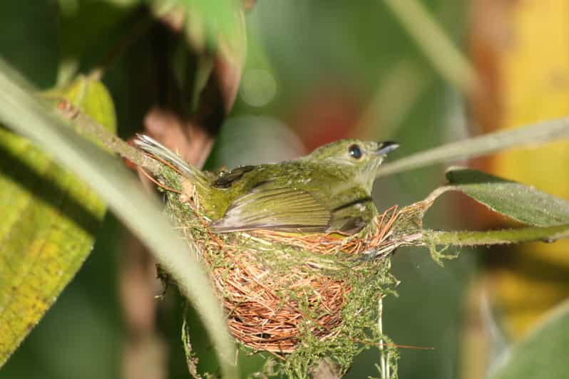 Arenal Forest: Bird Observation & Photography Tour | GetYourGuide