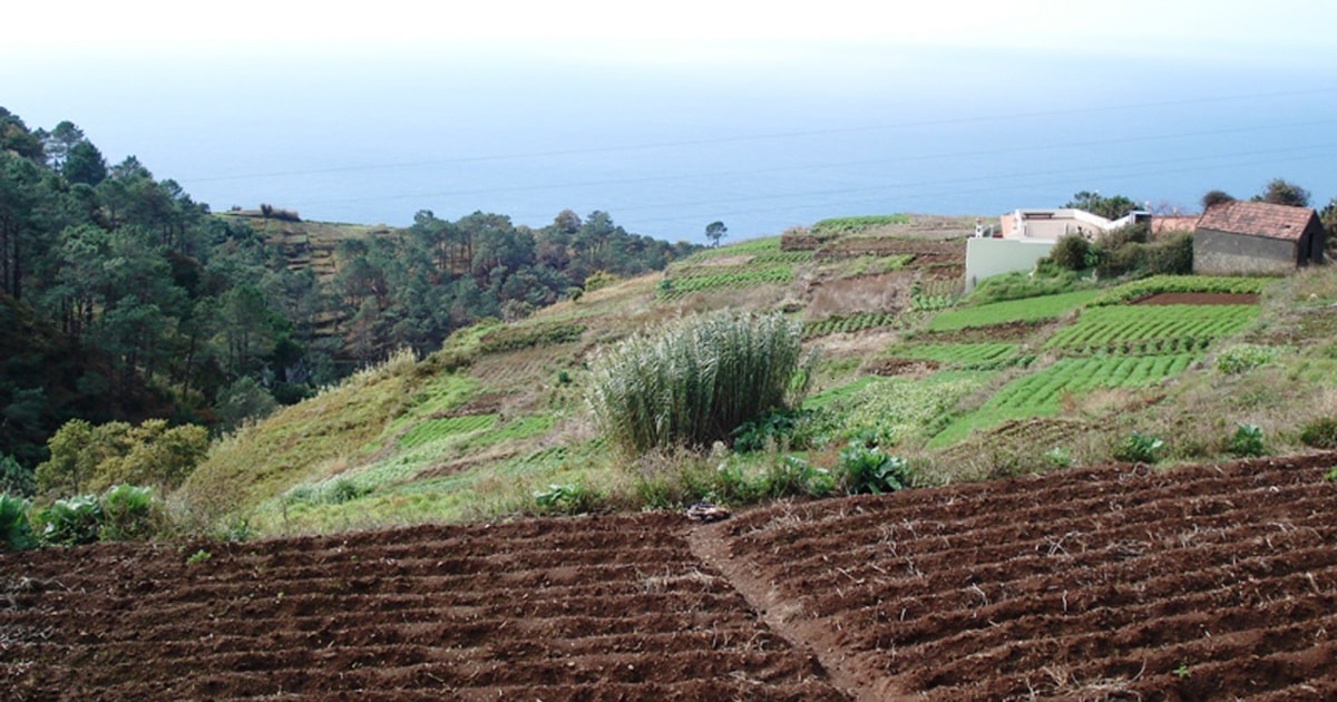Madeira: Levada Prazeres Private Guided Tour | GetYourGuide