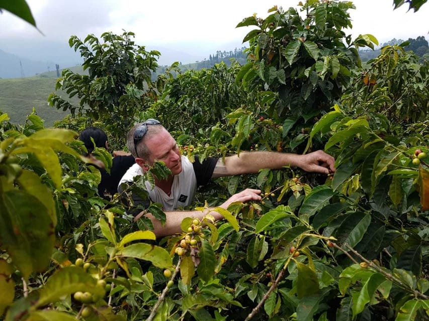 Medellín: Visita privada de 4 horas a un cafetal | GetYourGuide