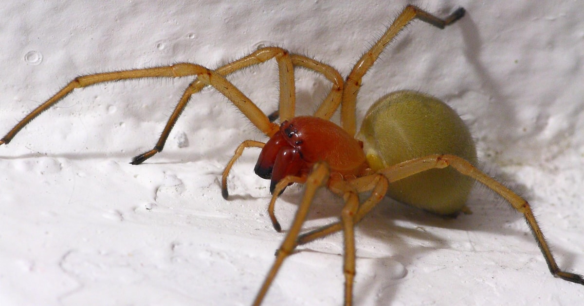 SPIDERS - WATCHING | GetYourGuide