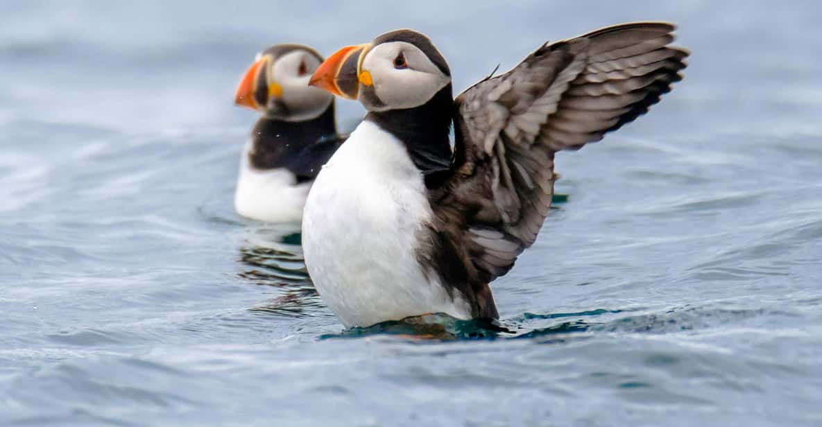 Reykjavík: RIB Speed-Boat Puffin Watching Tour | GetYourGuide