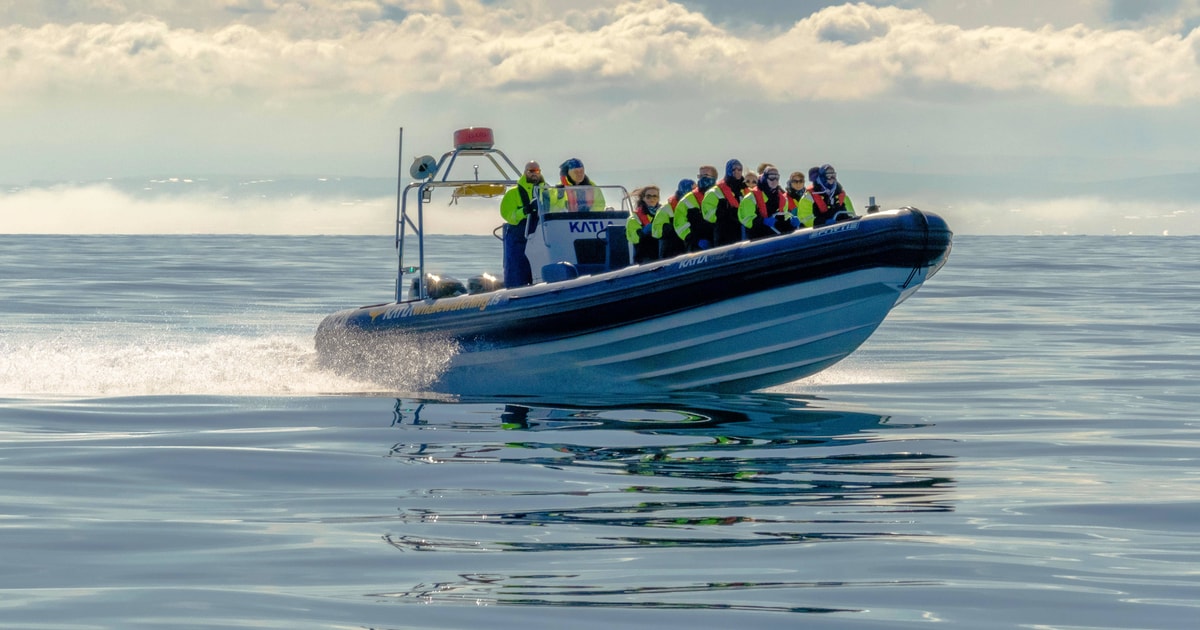 Reykjavík: RIB Speed-Boat Puffin Watching Tour | GetYourGuide