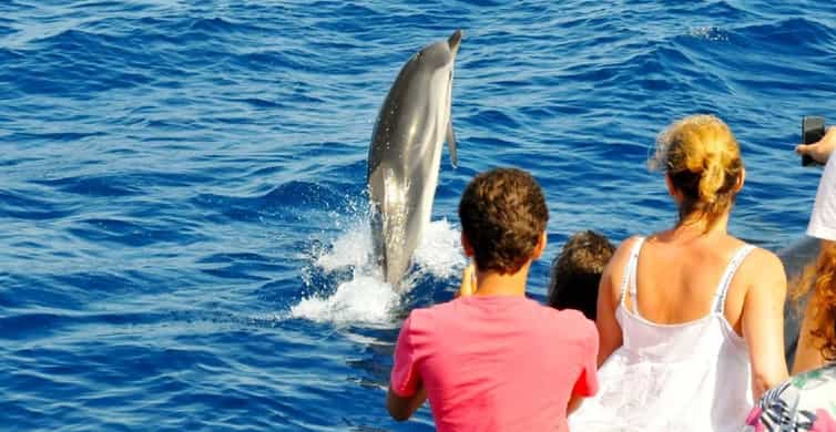From Muscat: Dolphin Watching Tour | GetYourGuide