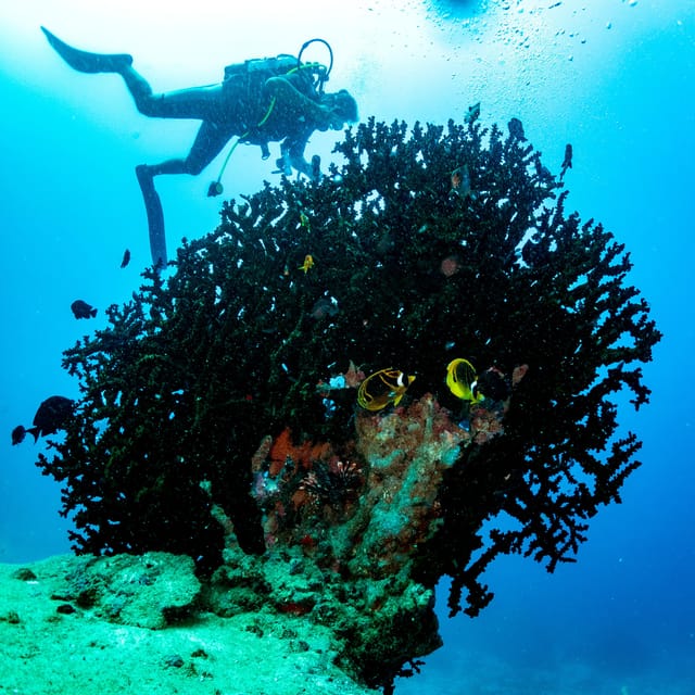 Tamarin: Exploration Dive | GetYourGuide