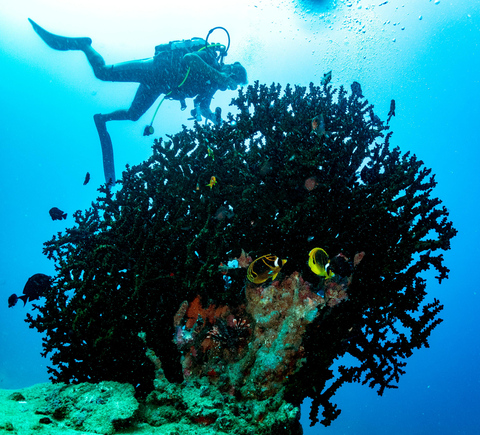 The BEST Tamarin Tours and Things to Do in 2023 - FREE Cancellation ...