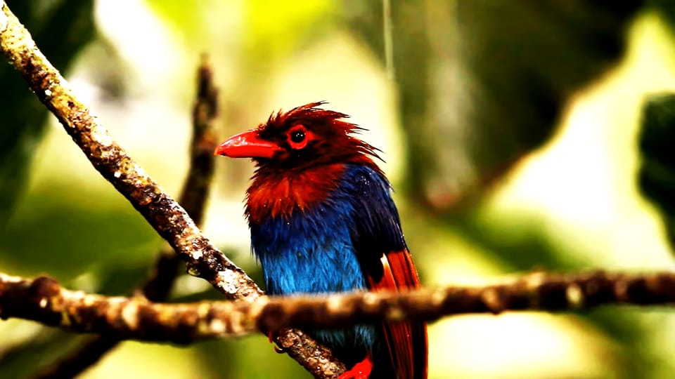 Maravillas salvajes de la costa sur Sinharaja, Yala, safari fluvial ...