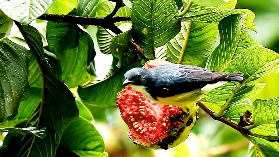 Maravillas salvajes de la costa sur Sinharaja, Yala, safari fluvial ...