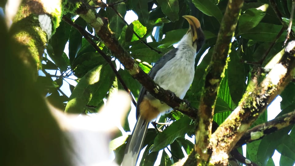 Maravillas salvajes de la costa sur Sinharaja, Yala, safari fluvial ...