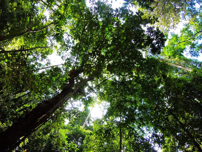 Maravillas salvajes de la costa sur Sinharaja, Yala, safari fluvial ...