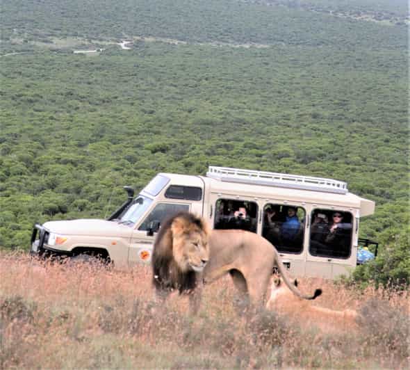 Addo National Park: Full-Day Safari Tour | GetYourGuide