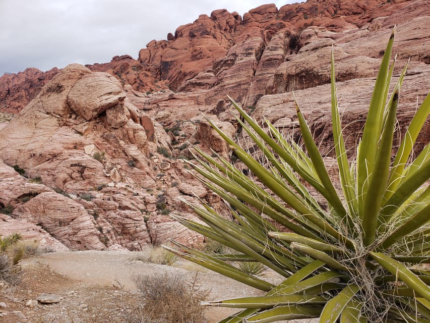 Las Vegas: Red Rock Canyon Ultimate Guided Tour | GetYourGuide