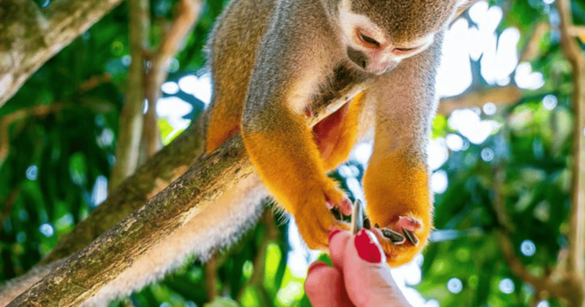 Punta Cana: Monkey Land Adventure Plantation Safari | GetYourGuide