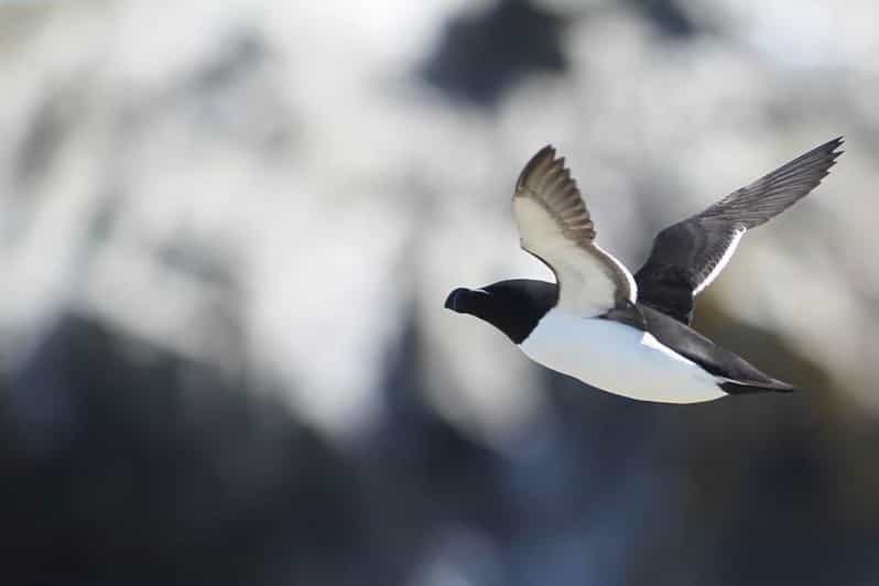 Berthier-sur-Mer: Crucero de Observación del Pingüino Razorbill ...