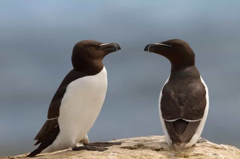 Berthier-sur-Mer: Crucero de Observación del Pingüino Razorbill ...