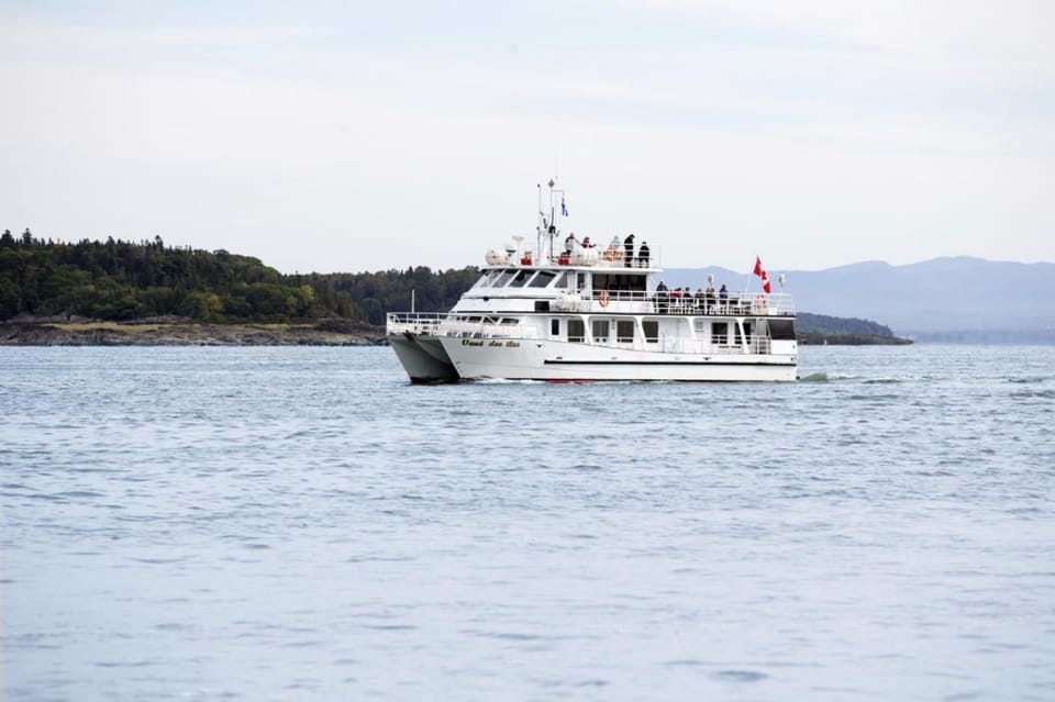 Berthier-sur-Mer: Razorbill Penguin Observation Cruise | GetYourGuide