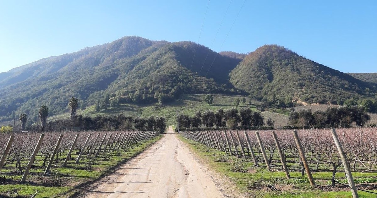 Private Full-Day Wine Tasting Tour in Colchagua Valley | GetYourGuide