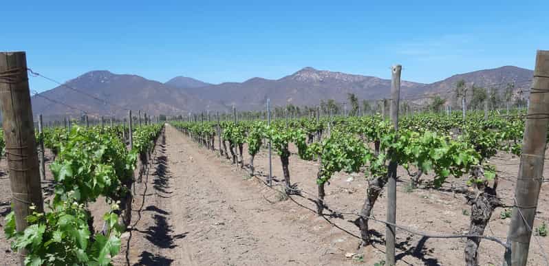 Private Full-Day Wine Tasting Tour in Colchagua Valley | GetYourGuide