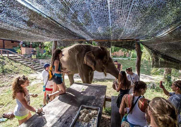 From Bangkok: ElephantsWorld Kanchanaburi 2-Day Experience | GetYourGuide
