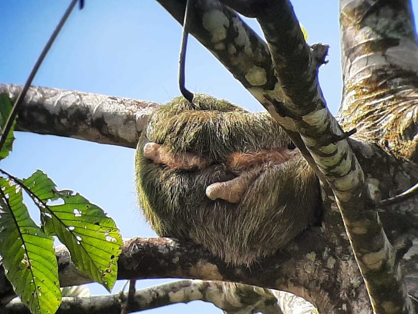 Guanacaste: Tenorio Volcano Falls & Sloth-Spotting Day Trip | GetYourGuide