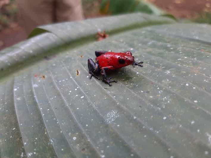 Guanacaste: Tenorio Volcano Falls & Sloth-Spotting Day Trip | GetYourGuide
