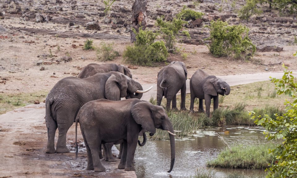 Durban: Heldagssafari med Big 5 i Manyoni Private Game Reserve ...