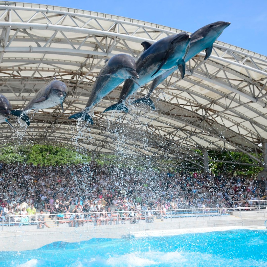 Naha: North Okinawa Sightseeing Tour & Churaumi Aquarium | GetYourGuide