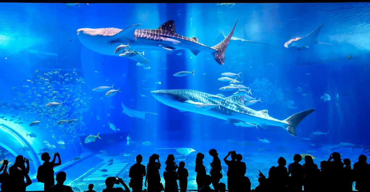 Naha: North Okinawa Sightseeing Tour & Churaumi Aquarium | GetYourGuide