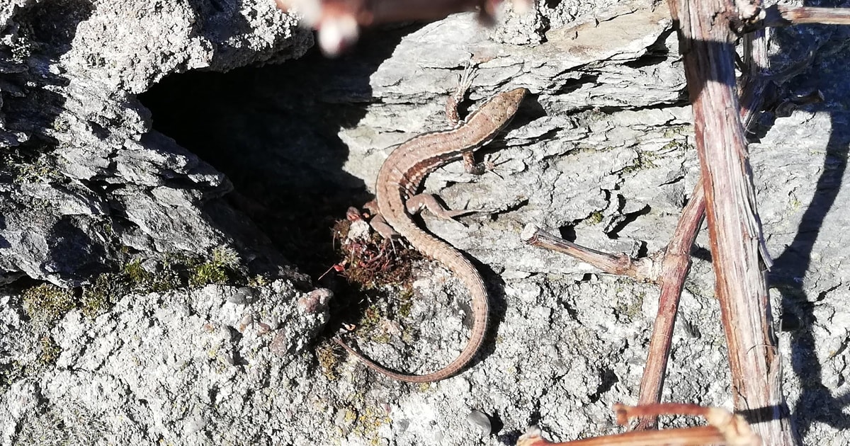 Koblenz: Den levende vingård, natur- og vinoplevelse | GetYourGuide