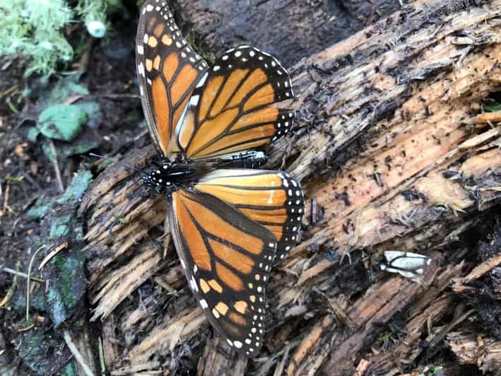 From Mexico City: 7-Day Monarch Butterfly Tour | GetYourGuide