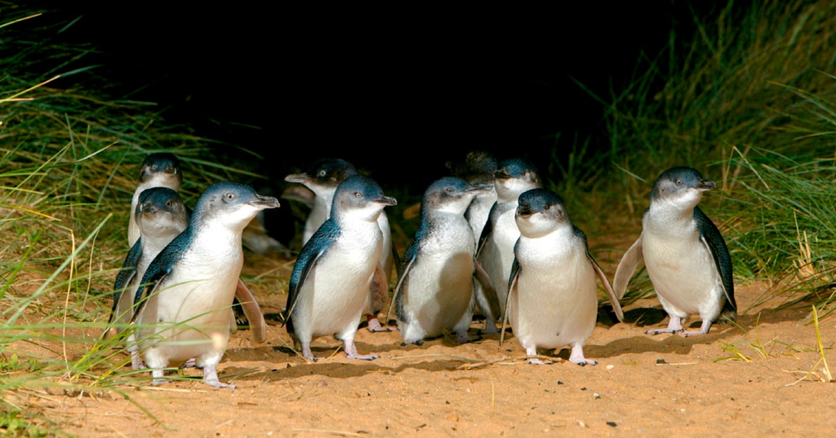 Phillip Island: Penguin Parade Afternoon Wildlife Tour | GetYourGuide