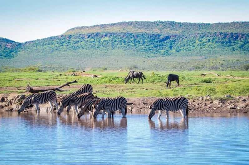 Madikwe Game Reserve Day Tour | GetYourGuide