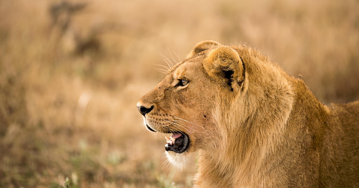 Desde Zanzíbar: Safari de un día a la Reserva de Caza Selous con vuelo ...
