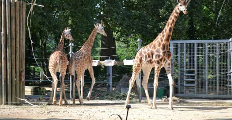 Krakow: Zoo Tour with Private Transport and Tickets | GetYourGuide