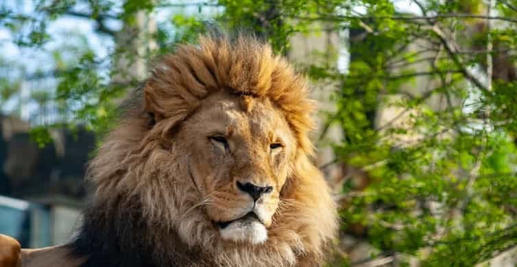 Kraków Zoo, Krakow - Book Tickets & Tours | GetYourGuide