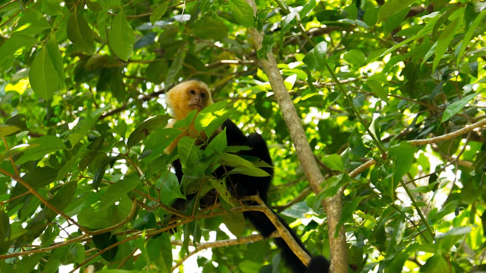 From Guanacaste: Tempisque River Cruise with Fruit Platter | GetYourGuide