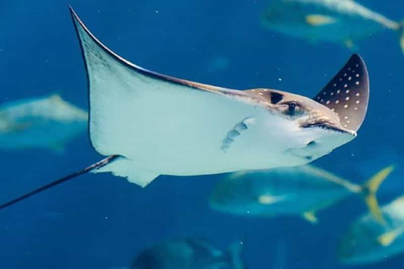 Istanbul Aquarium and Aqua Florya Shopping Mall Tour | GetYourGuide