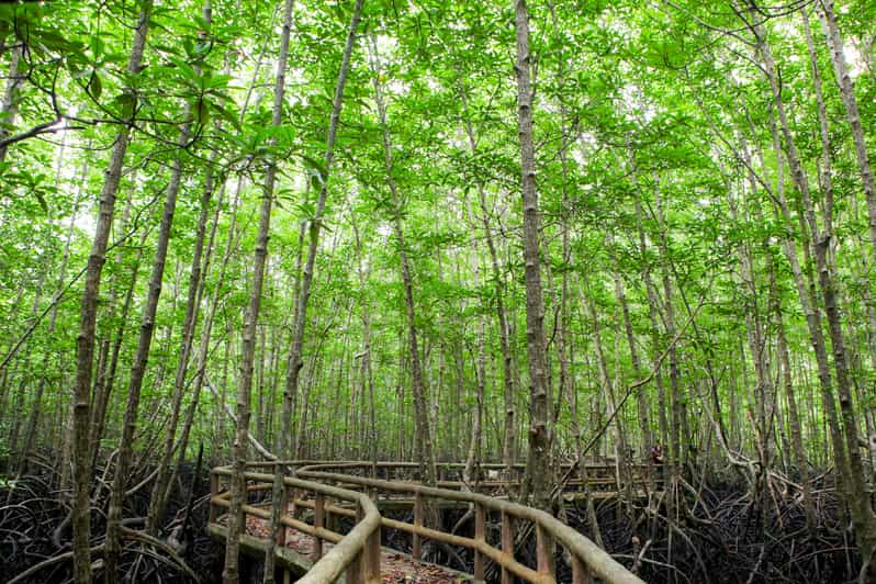 Ko Lanta: Private Mangrove & Sea Cave Kayaking Small Tour | GetYourGuide