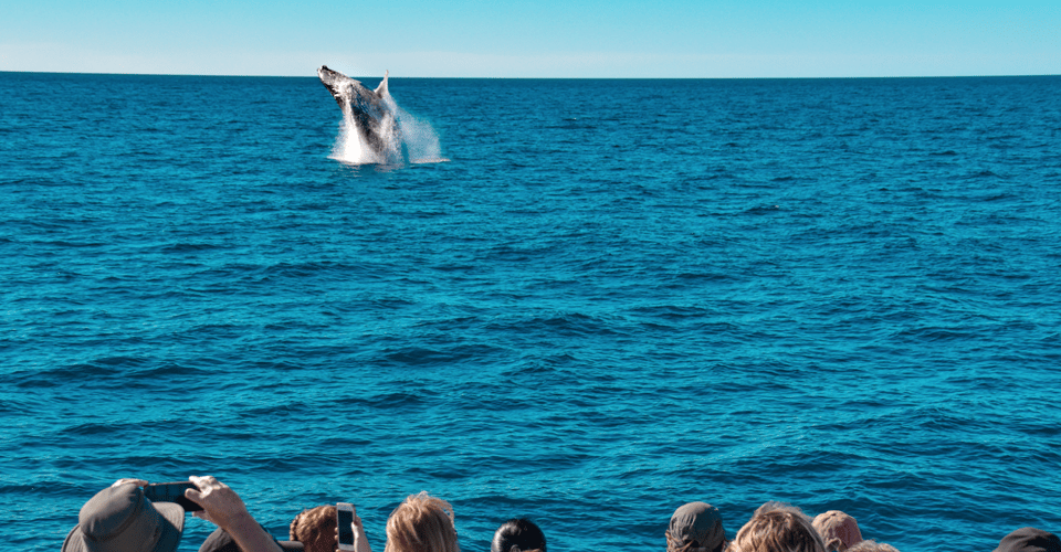 Mooloolaba: Whale Watching Cruise | GetYourGuide