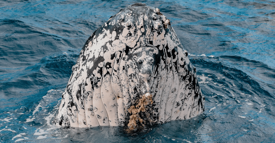 Mooloolaba: Whale Watching Cruise | GetYourGuide