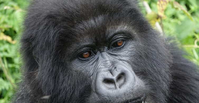 Uganda: Safari de 4 zile cu cimpanzei, animale sălbatice și gorile ...