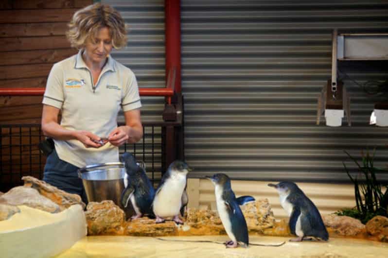 Rockingham: 1-hour Shoalwater Islands Tour & Penguin Island | GetYourGuide