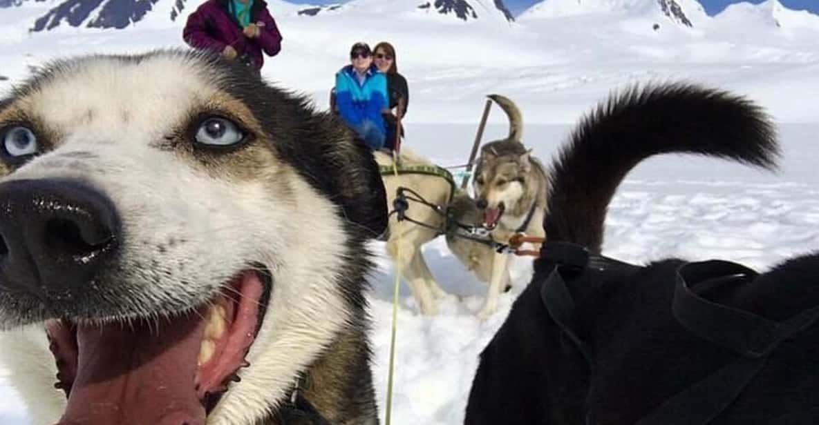 Willow: Winter Dog Sledding Adventure | GetYourGuide